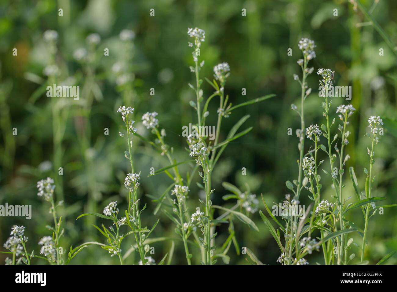 Blooming cress (Lepidum sativum) grown as catch crop Stock Photo - Alamy