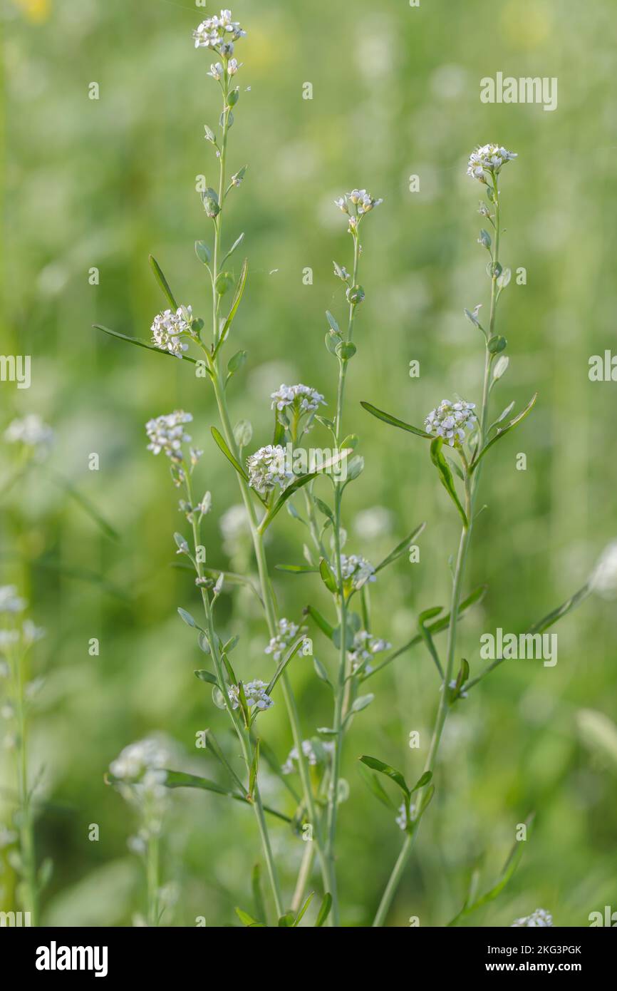 Blooming cress (Lepidum sativum) grown as catch crop Stock Photo - Alamy