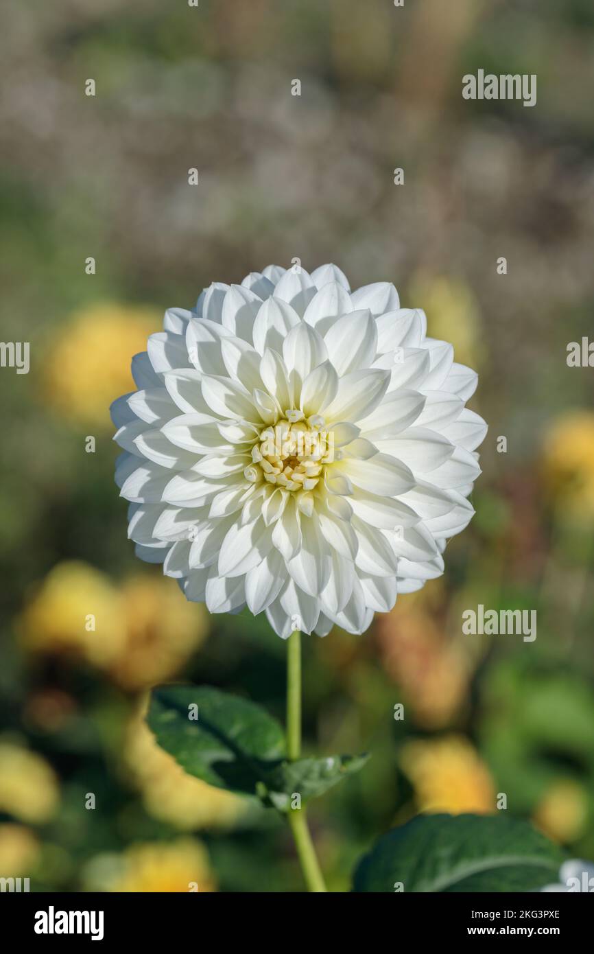 White ball dahlia hi-res stock photography and images - Alamy