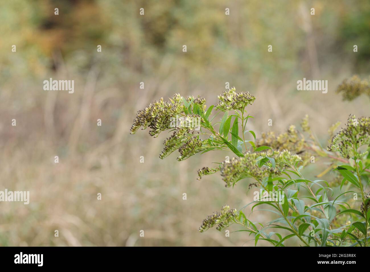 Withered inflorescence of goldenrod (Genus Solidago Stock Photo - Alamy