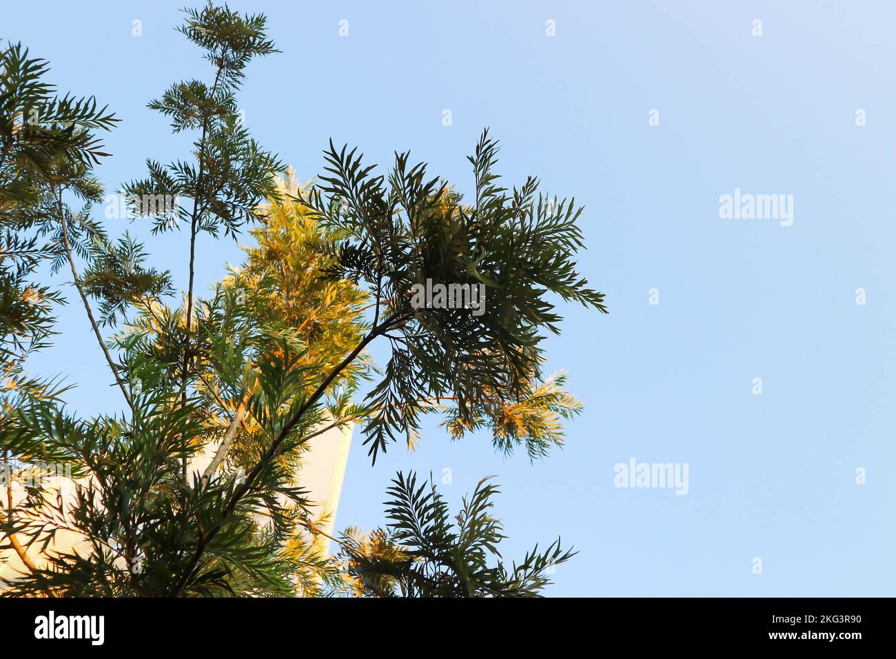 Australian Silver Oak, Grevillea robusta or Kalla or Proteaceae or ...