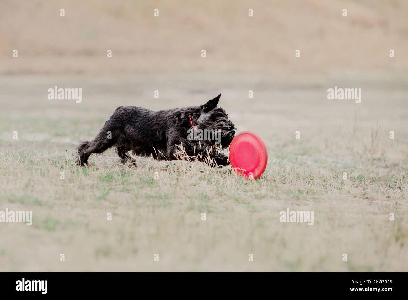 Dog catching flying disk in jump, pet playing outdoors in a park ...