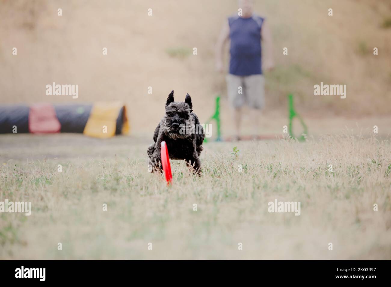 Dog catching flying disk in jump, pet playing outdoors in a park ...