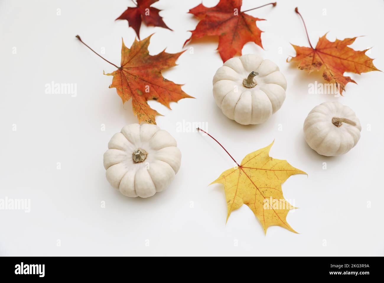 Autumn natural still life. Colorful maple leaves and little white ...