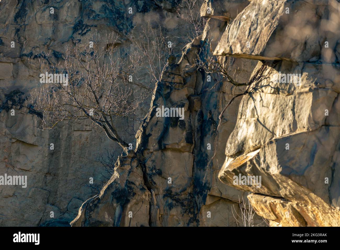 A dead tree between the structures of geological formation mount rocks ...
