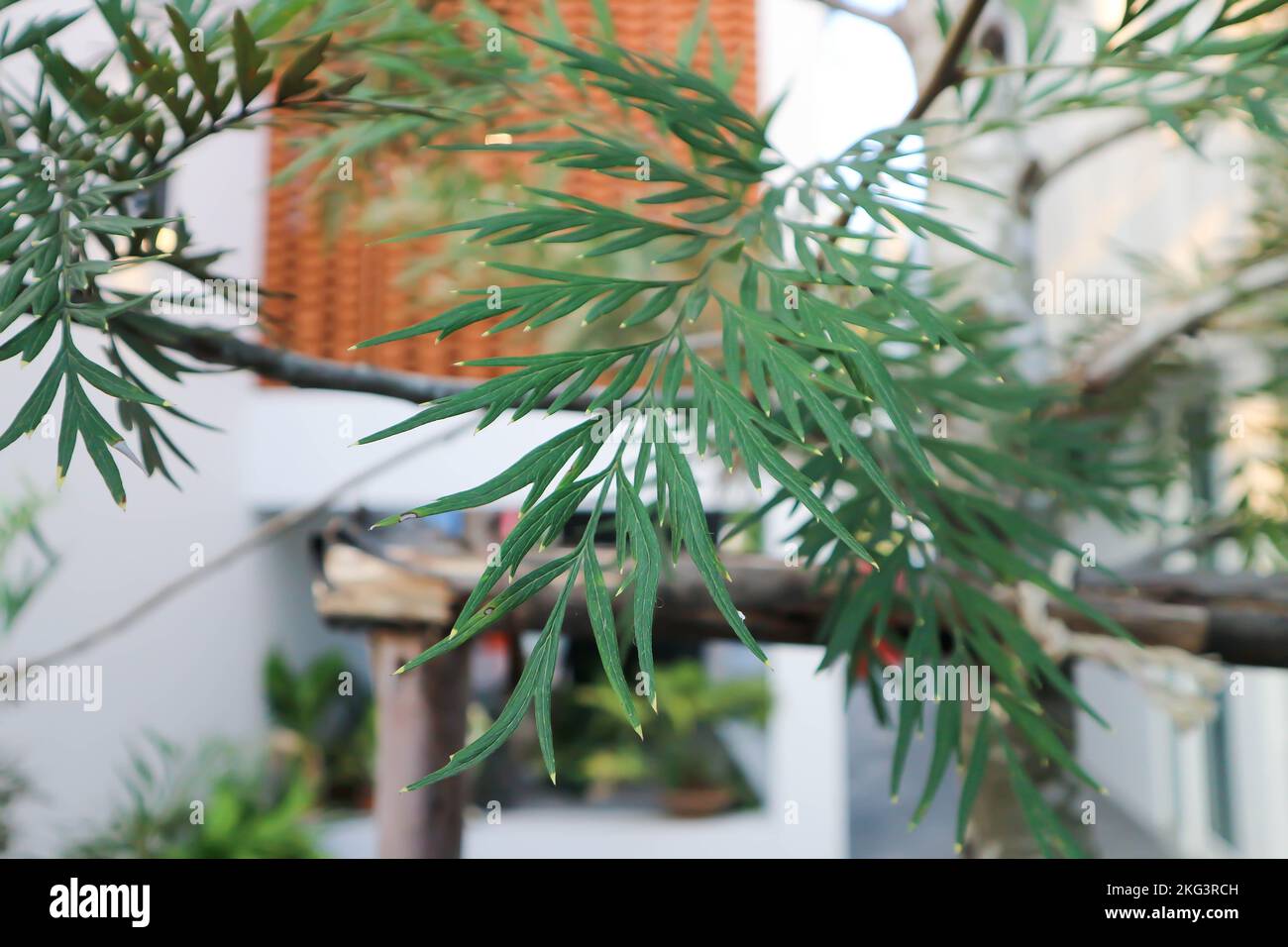 Australian Silver Oak, Grevillea robusta or Kalla or Proteaceae or ...