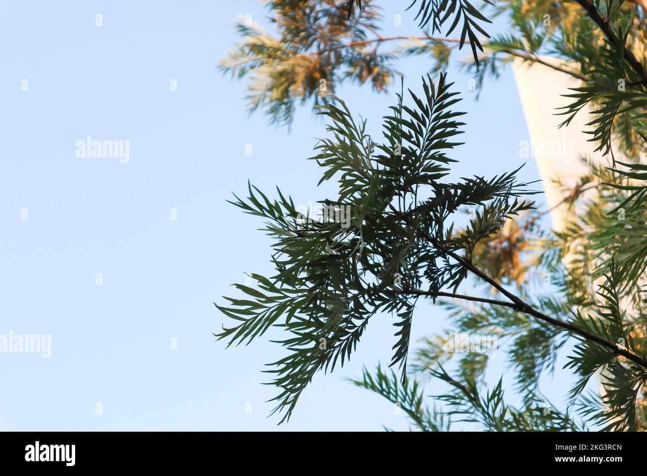Silver grevillea hi-res stock photography and images - Alamy