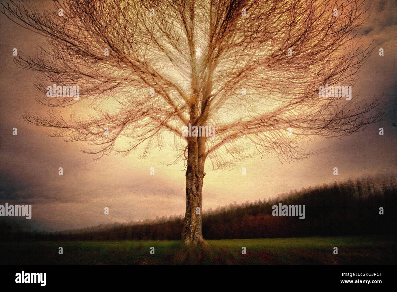 CONTEMPORARY PHOTO ART: Autumn scene "Im Pfannenholz" at Bad Toelz ...