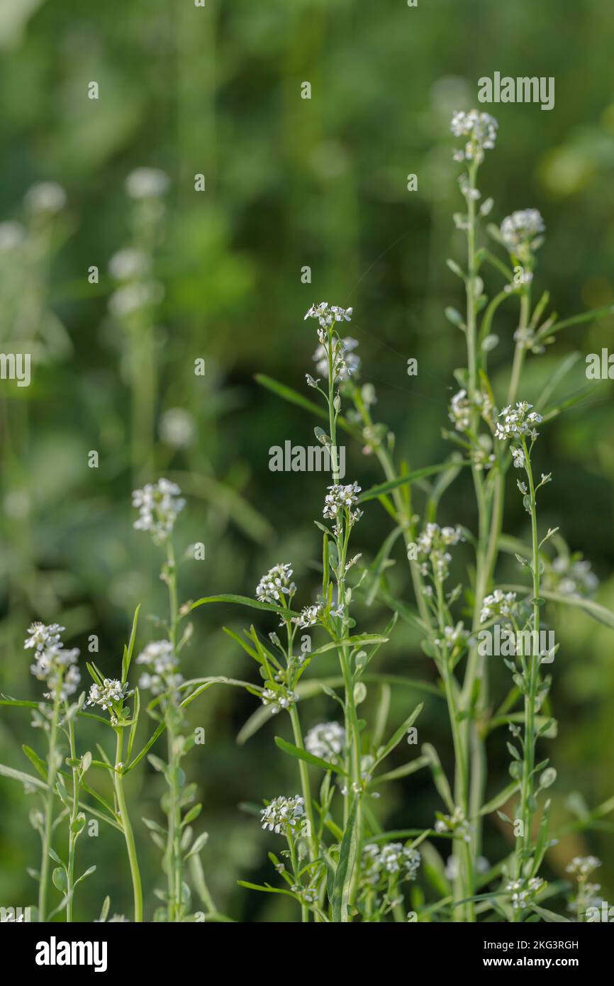 Lepidum sativum hi-res stock photography and images - Alamy