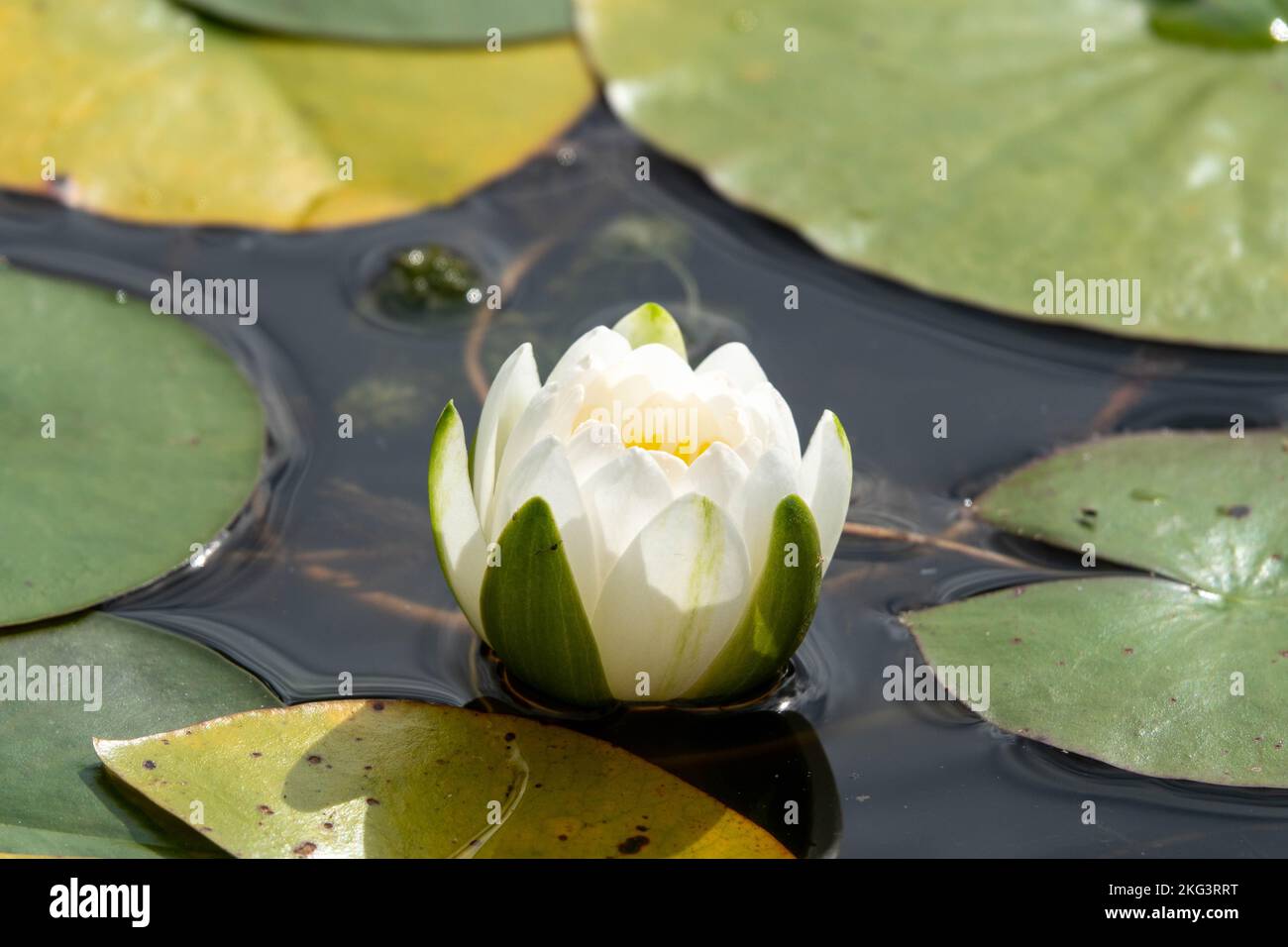 pretty white lily among green lily pads in the water in the sunshine ...