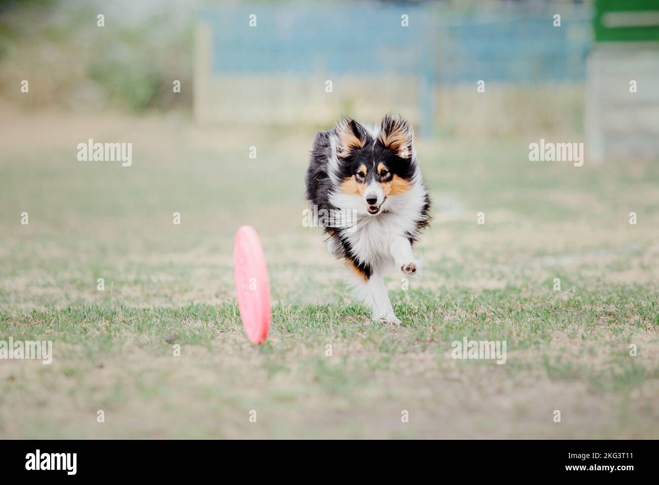 Dog catching flying disk in jump, pet playing outdoors in a park ...