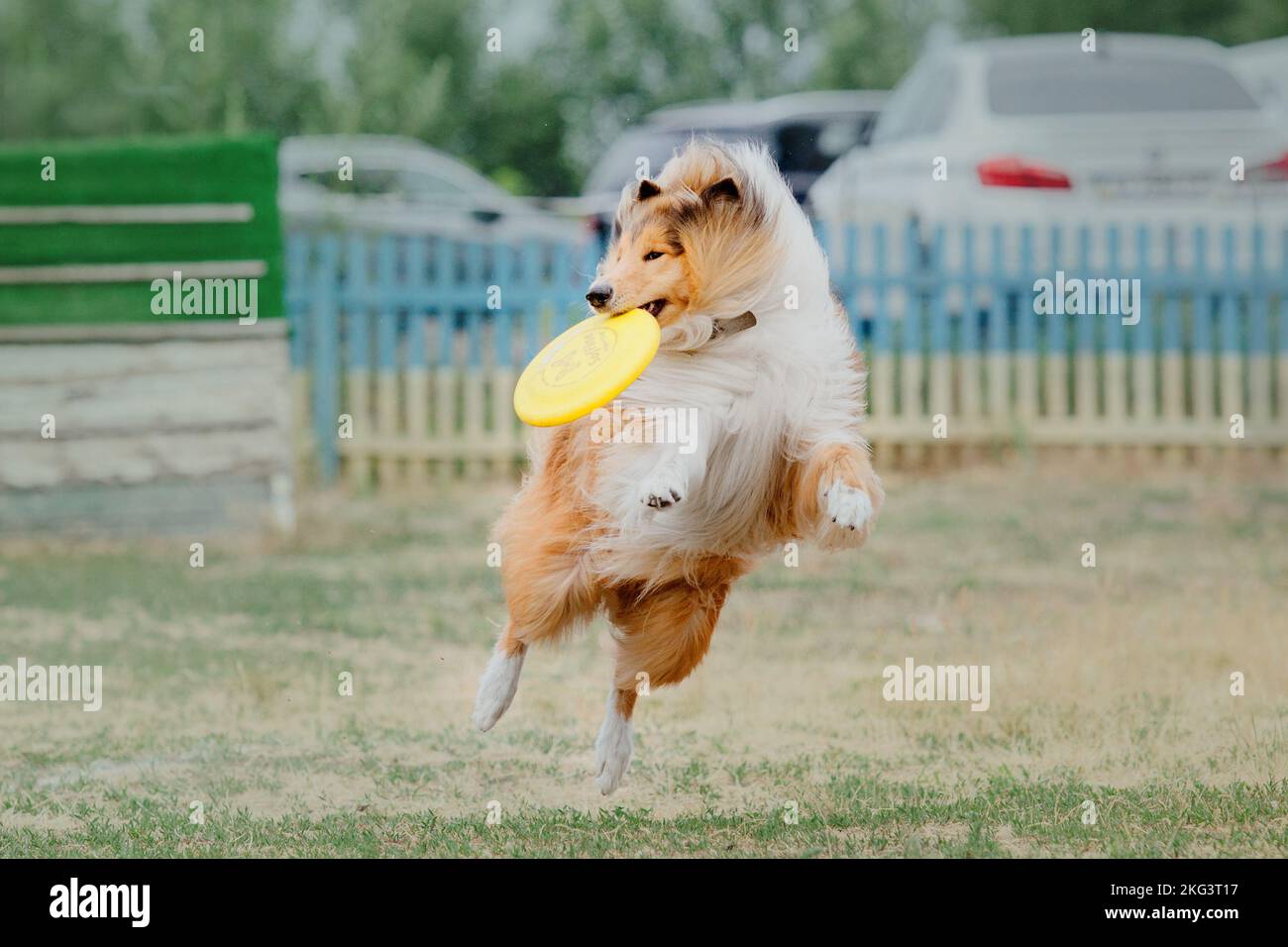 Dog catching flying disk in jump, pet playing outdoors in a park ...