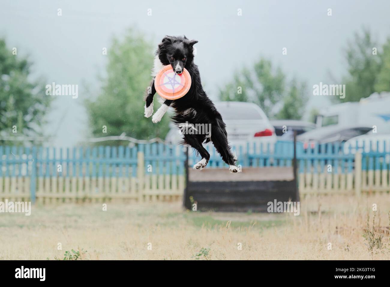 Dog catching flying disk in jump, pet playing outdoors in a park ...