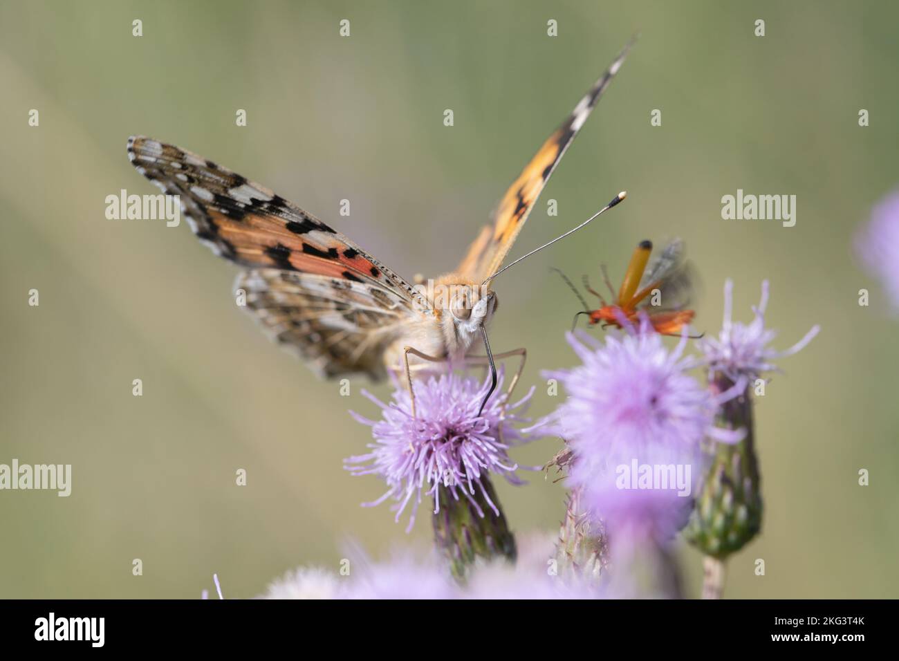 Painted lady butterfly (Vanessa cardui Stock Photo - Alamy