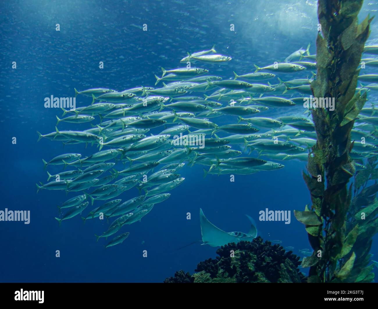 School mackerel fish aquarium hi-res stock photography and images - Alamy
