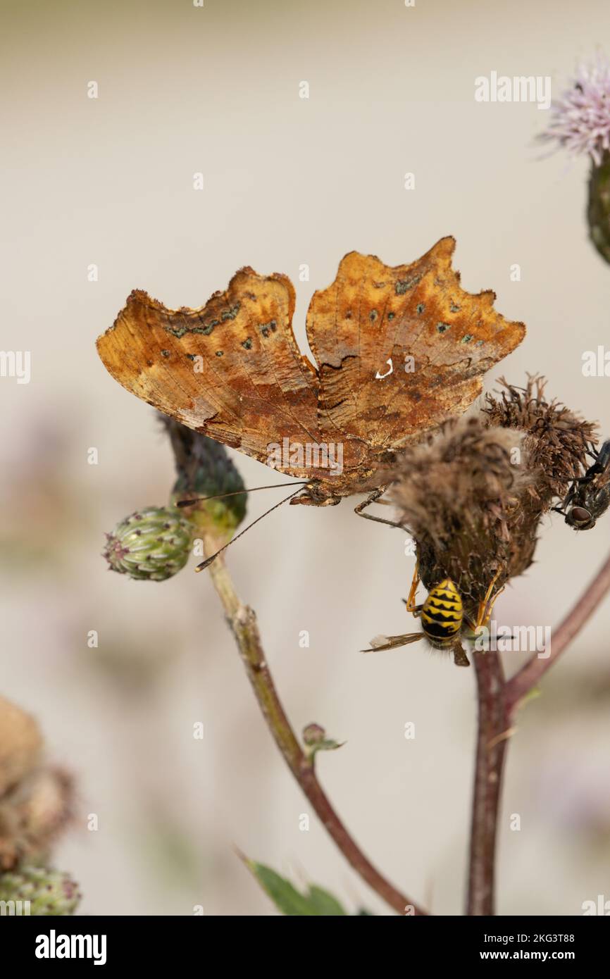 Comma butterfly (Polygonia c-album) with closed wings Stock Photo - Alamy
