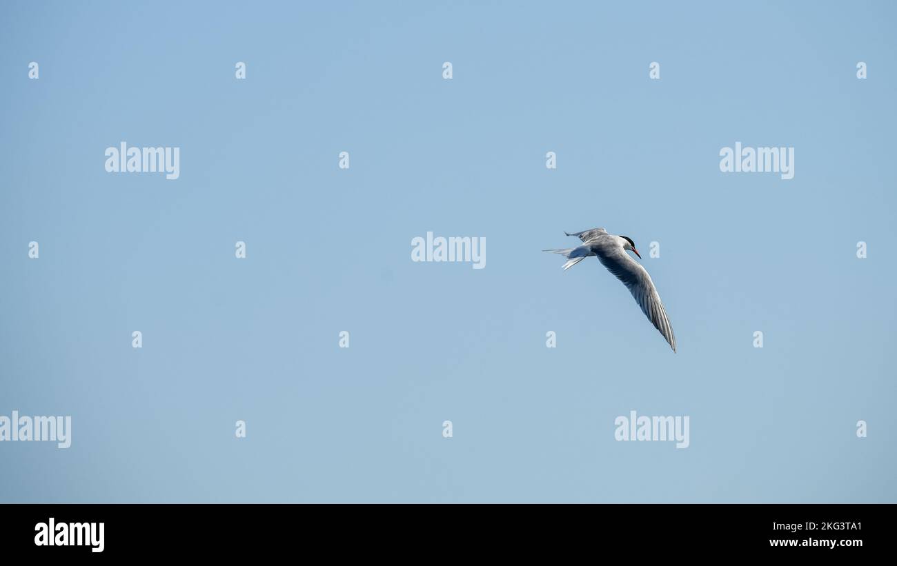 A closeup of an isolated arctic tern, Sterna paradisaea flying against ...