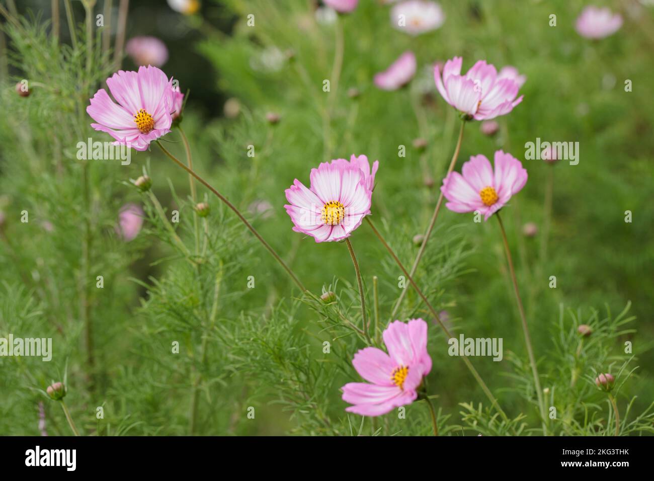 Cosmos bipinnatus cosmea hi-res stock photography and images - Alamy