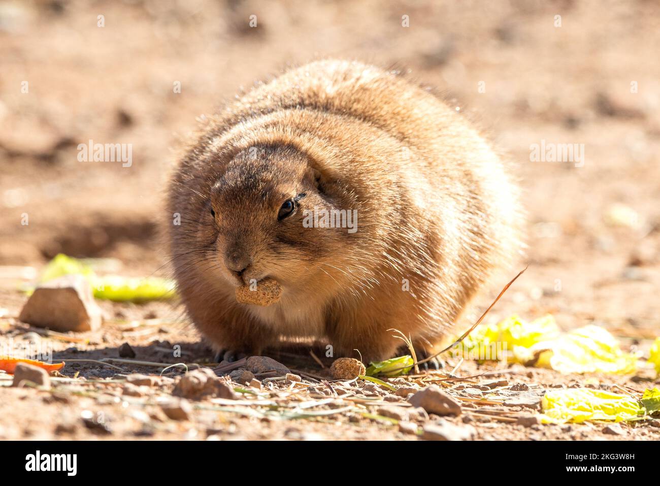 Animal vector dog hi-res stock photography and images - Alamy