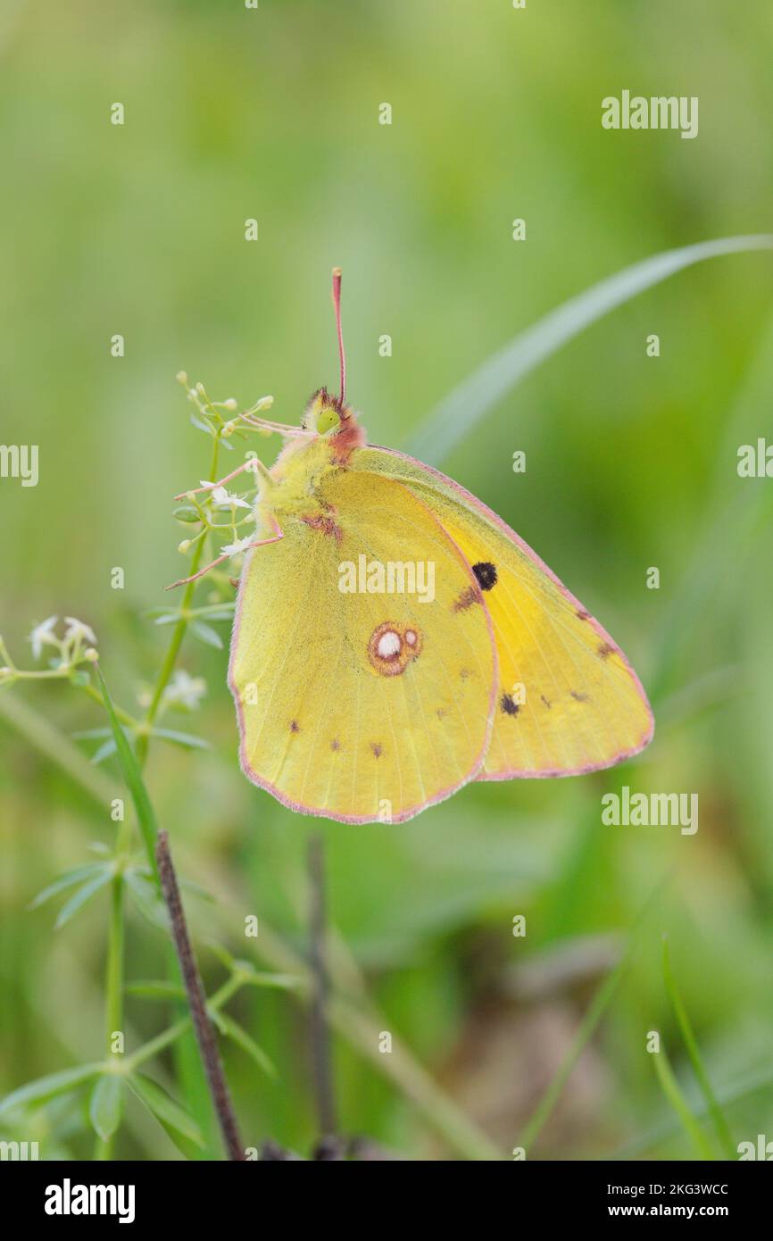 Butterfly colias croceus hi-res stock photography and images - Alamy
