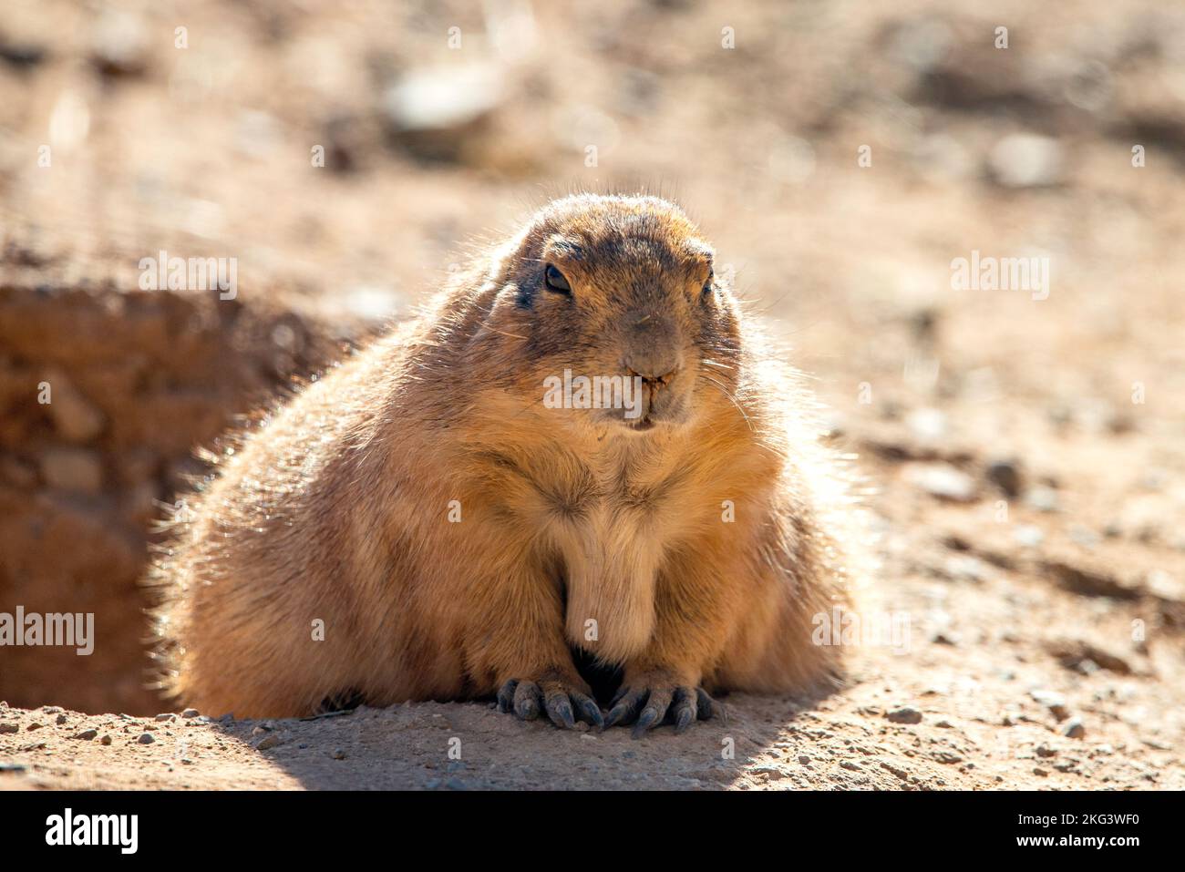 Animal vector dog hi-res stock photography and images - Alamy