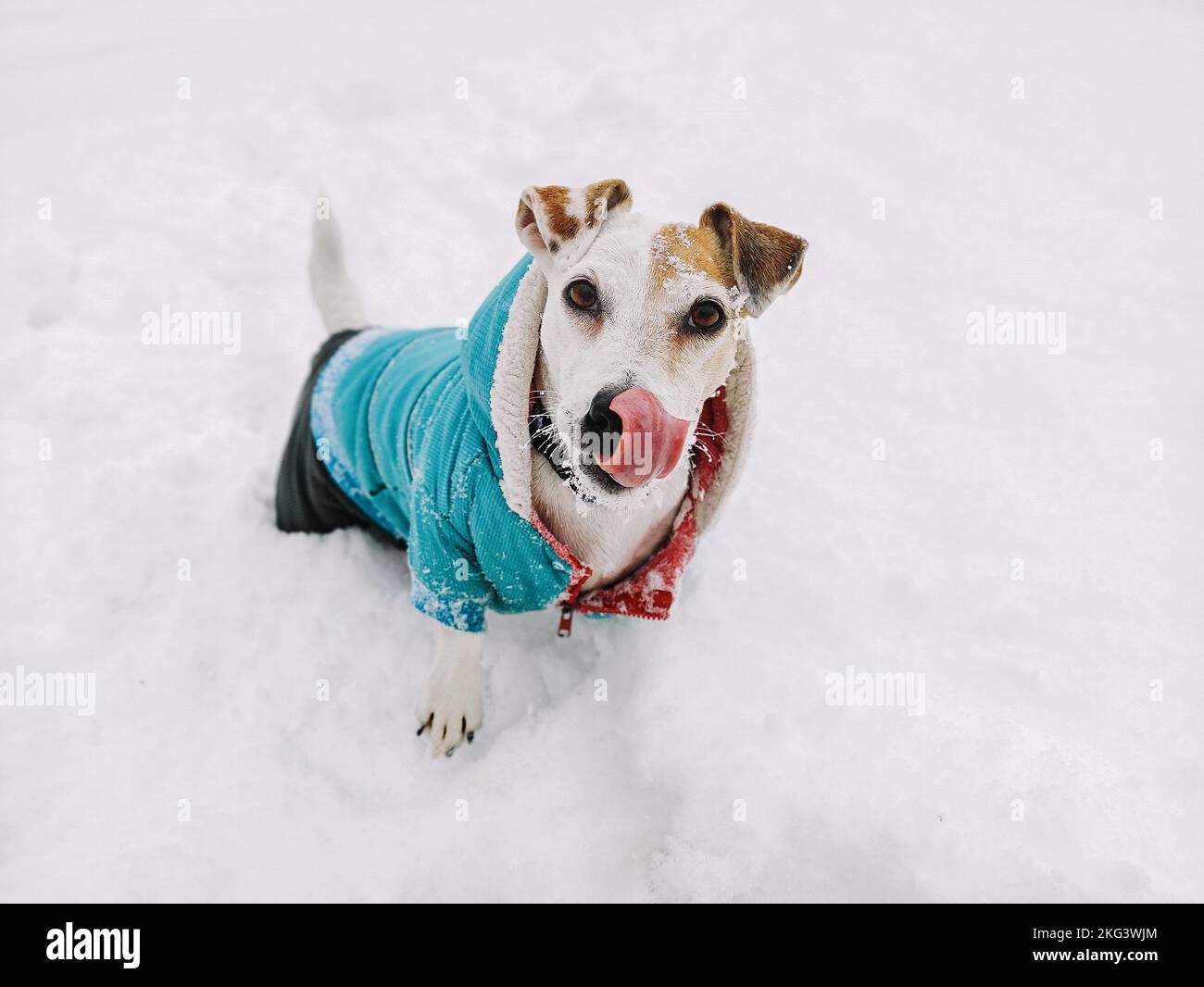 Funny dog Jack Russell in clothes with his tongue hanging out and a ...