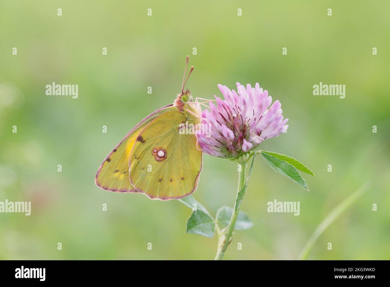 Clouded yellow butterfly (Colias croceus Stock Photo - Alamy