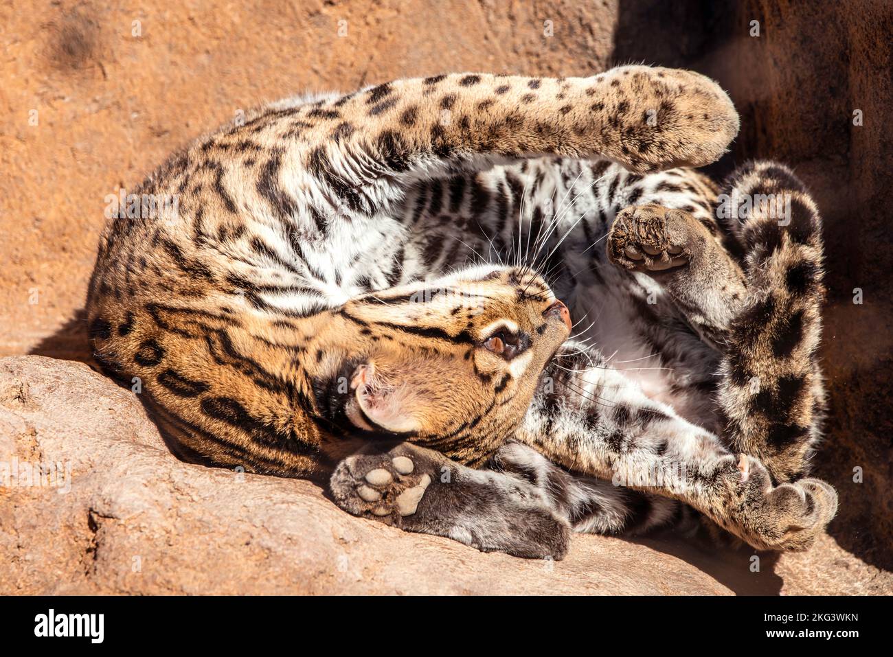 Tiger ocelot hi-res stock photography and images - Alamy