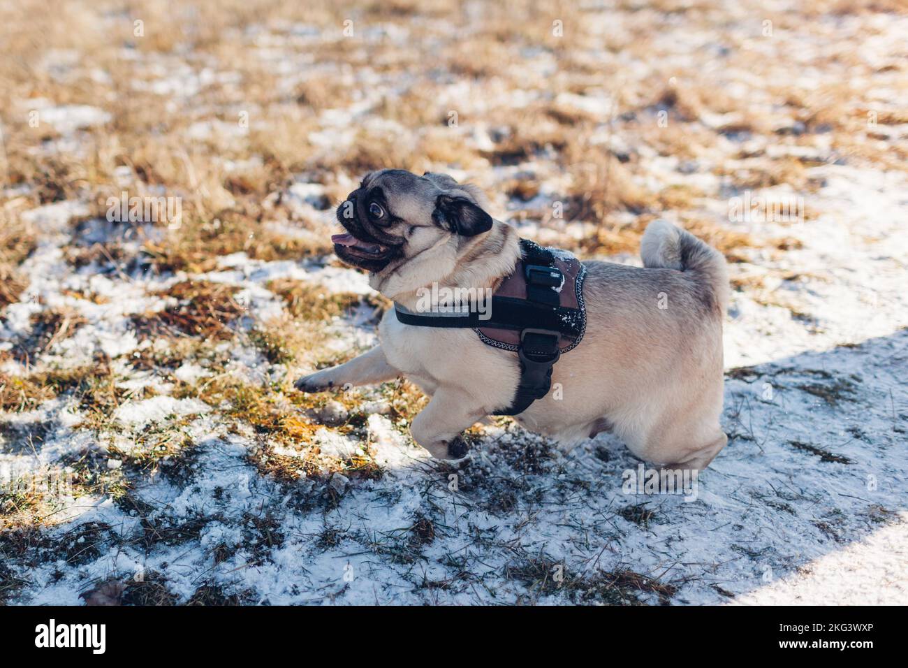 Puppy running on ice hi-res stock photography and images - Alamy