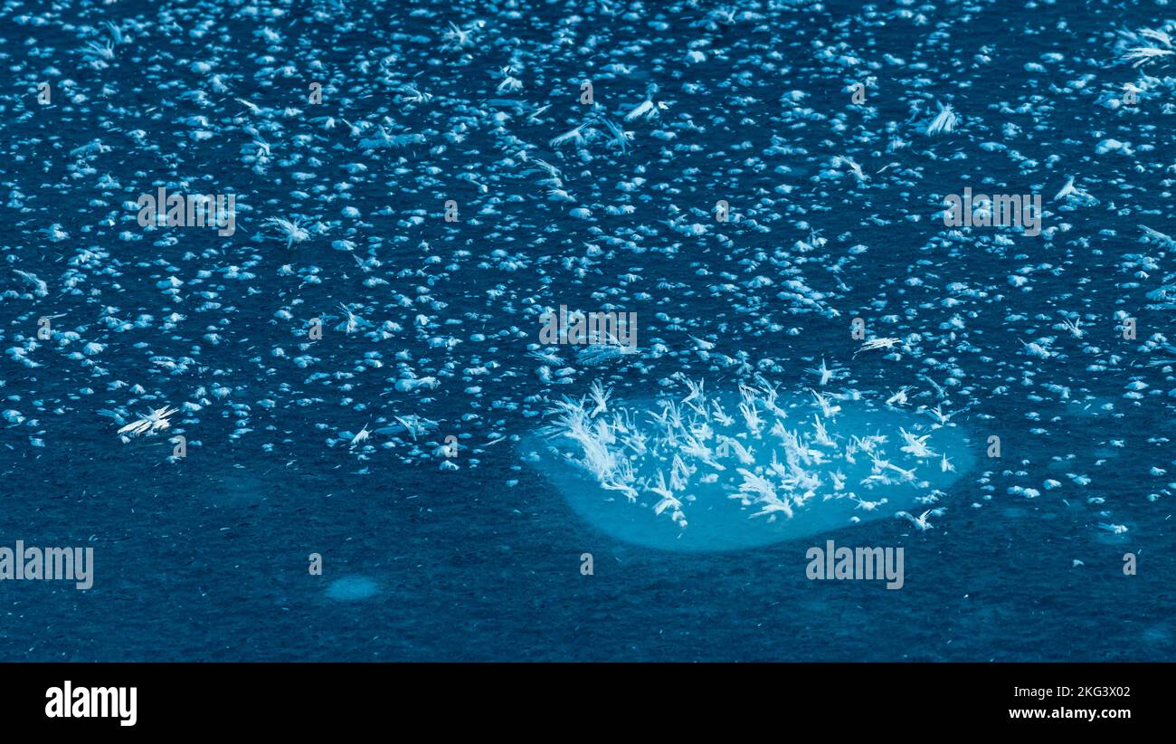 Blue thin ice crystals on water, blue color ice textures Stock Photo ...