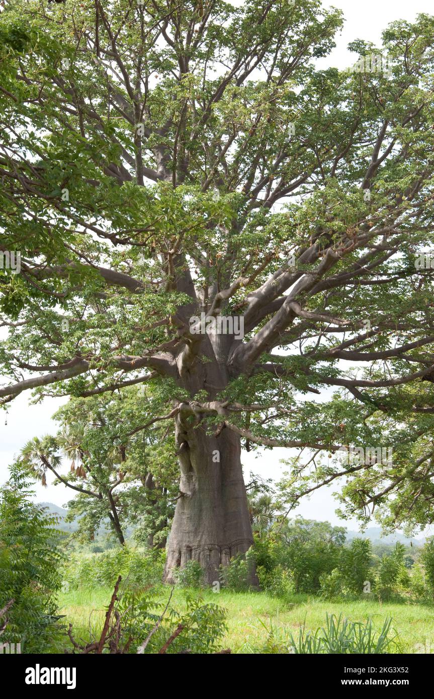 Huge Baobab tree , Atacora, Benin, Africa Stock Photo - Alamy