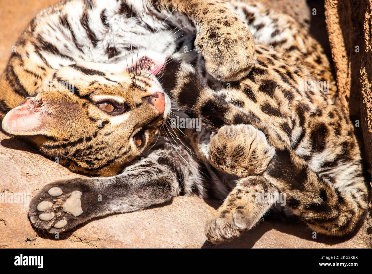 Ocelot illustration endangered ocelot leopardus hi-res stock ...