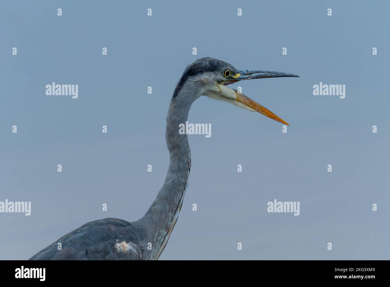 A closeup of a grey heron (Ardea cinerea) with open beak against water ...