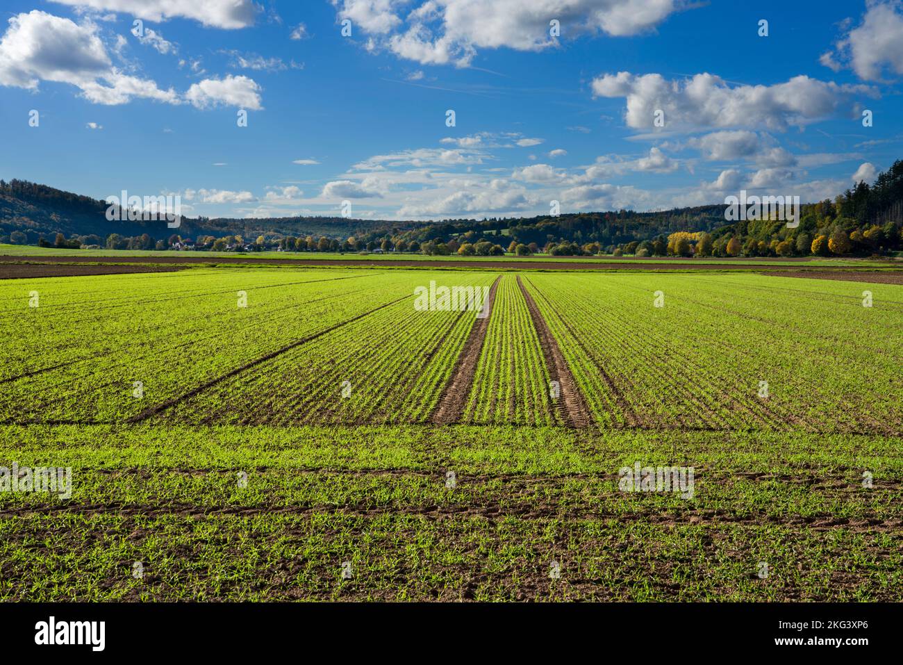 Rye field landscape germany hi-res stock photography and images - Alamy