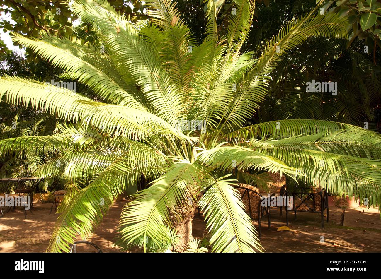 Palm tree in hotel grounds, Natitingou, Atacora, Benin Stock Photo - Alamy