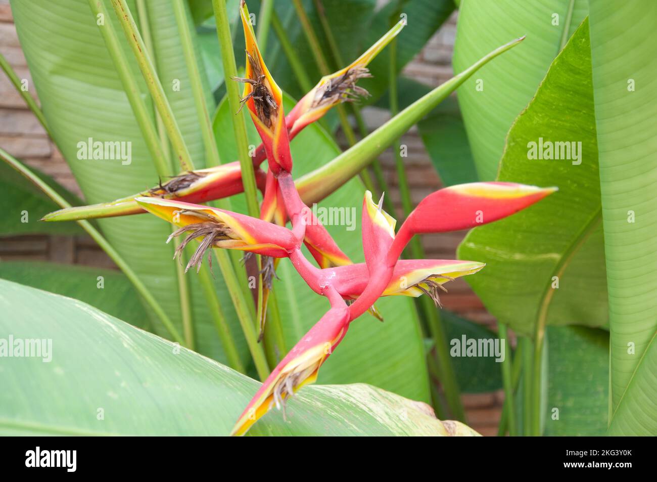 Bird of Paradise Flower (Strelitzia reginae), Natitingou, Atacora ...