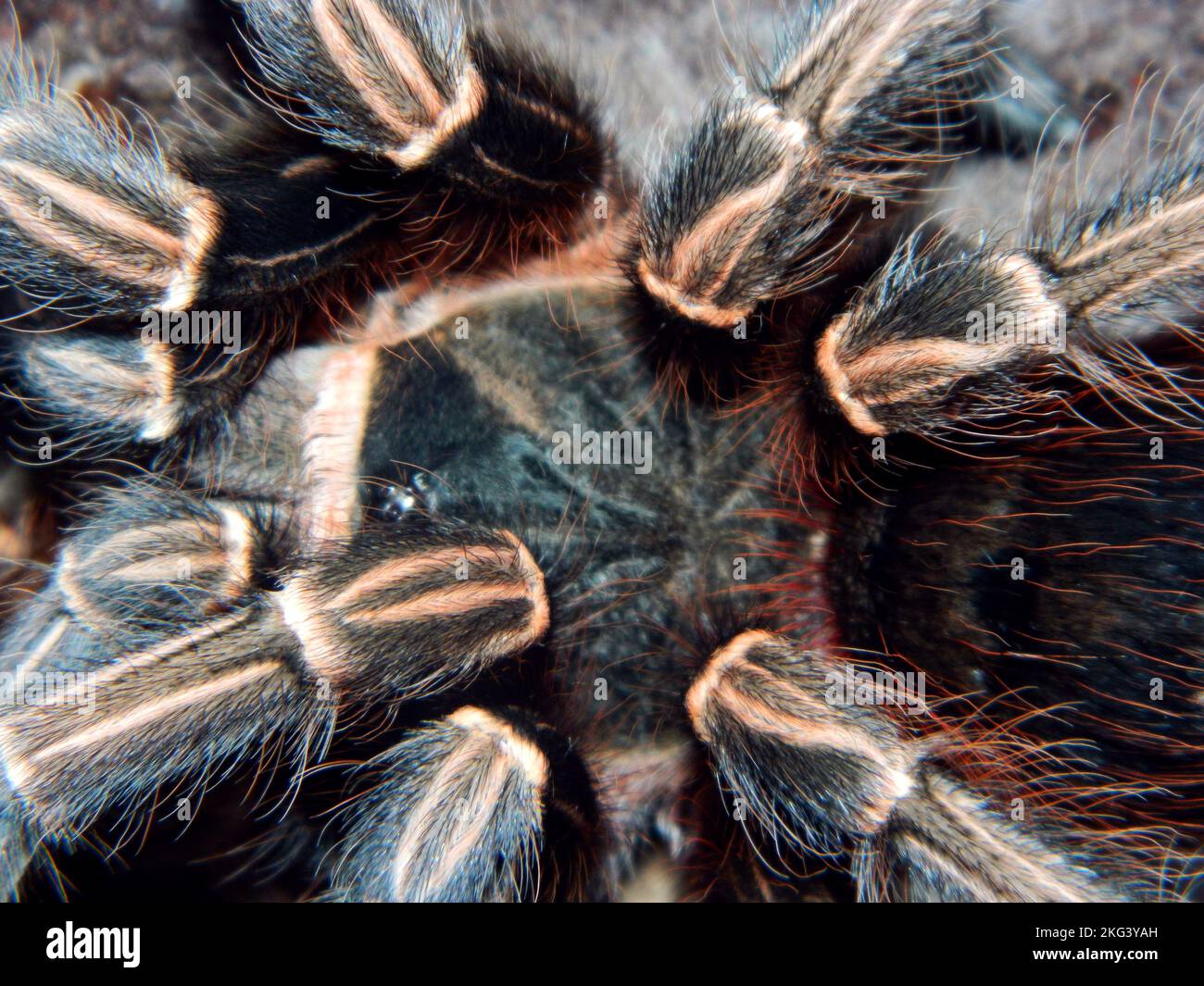 Brazilian whiteknee tarantula hi-res stock photography and images - Alamy