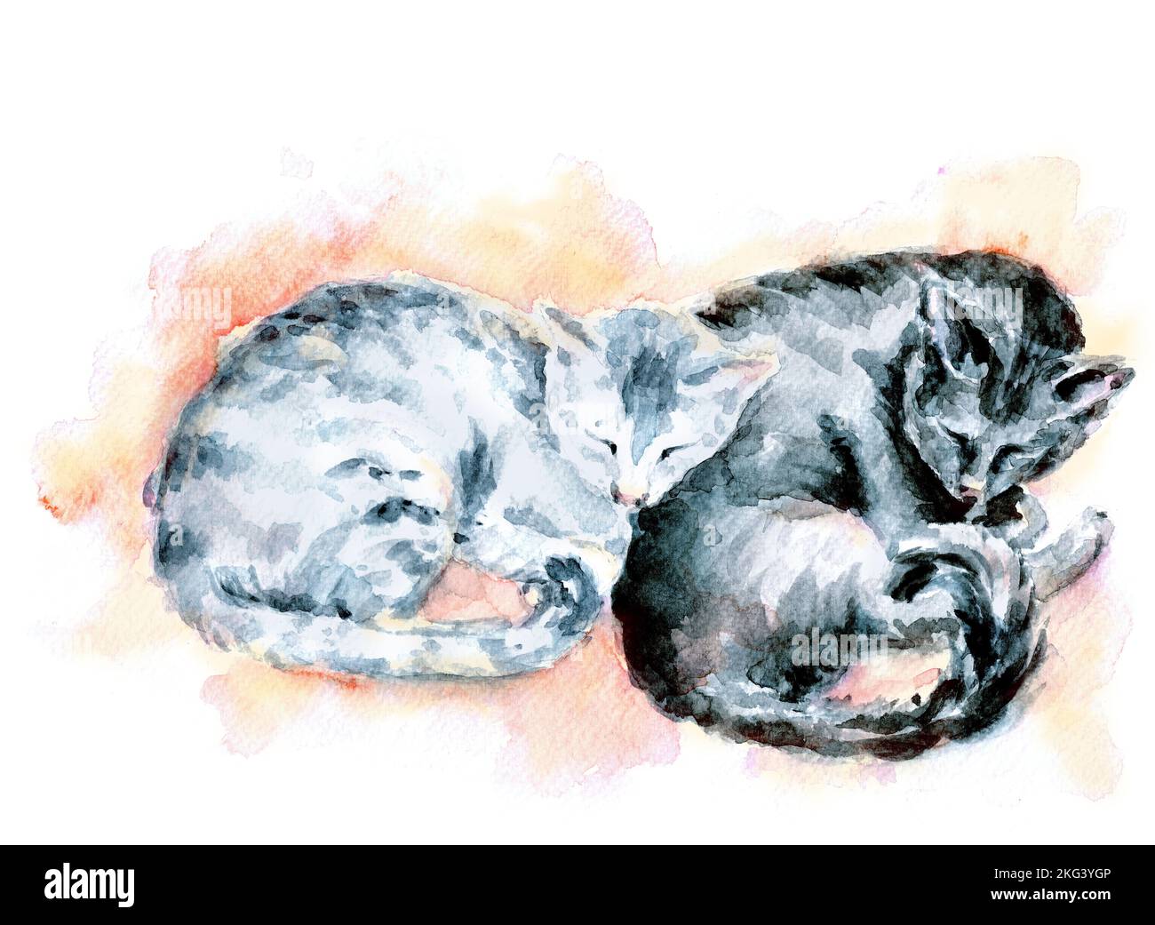 Illustration of a cute couple sleeping cats. Horizontal format ...