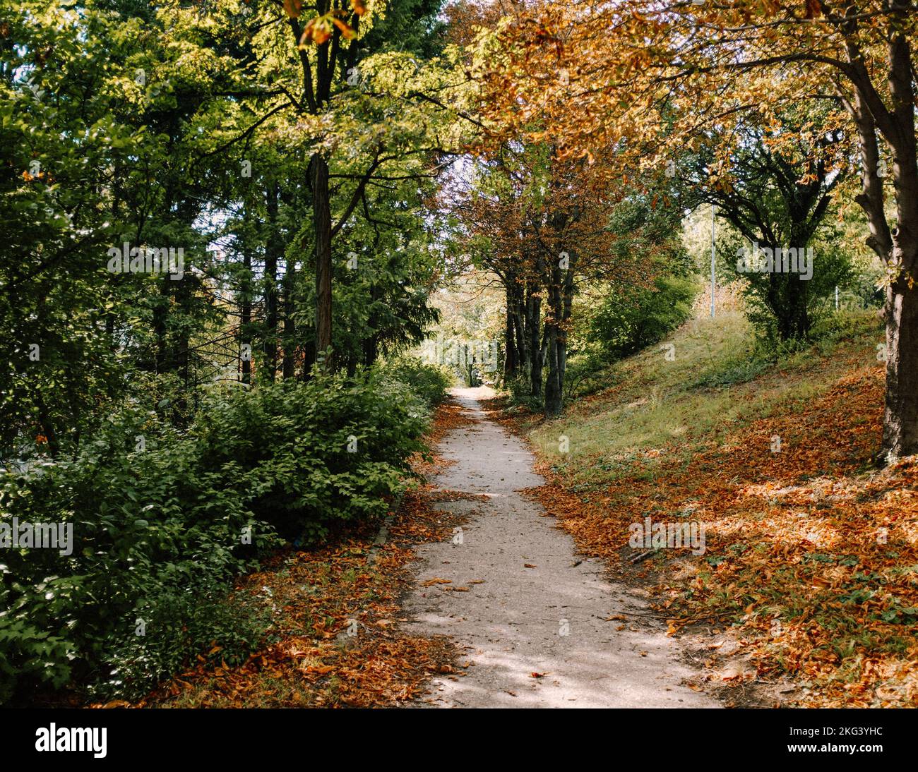 Forest Path In Fall Colours Stock Photo - Alamy