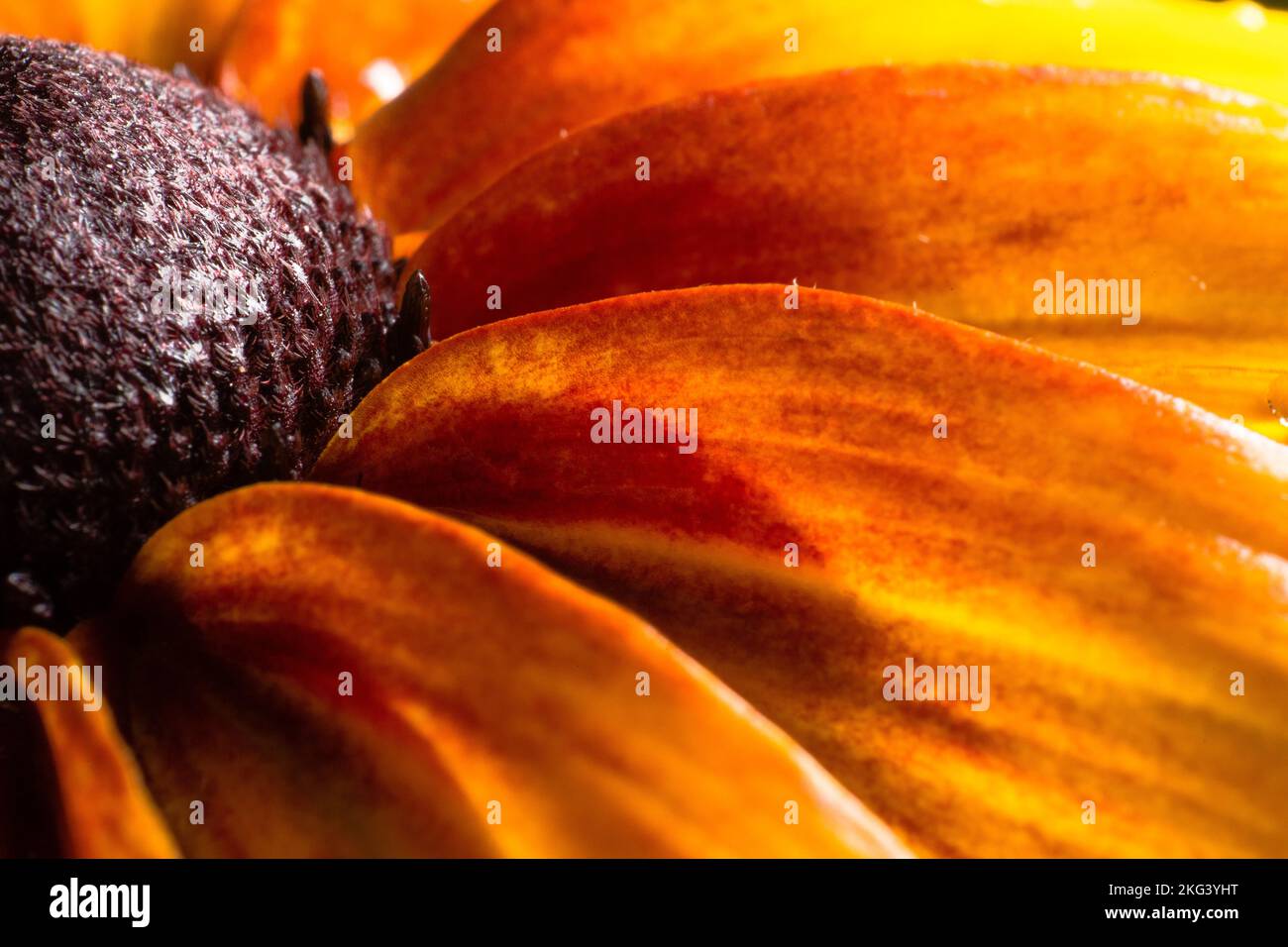 Moist flower petals hi-res stock photography and images - Alamy