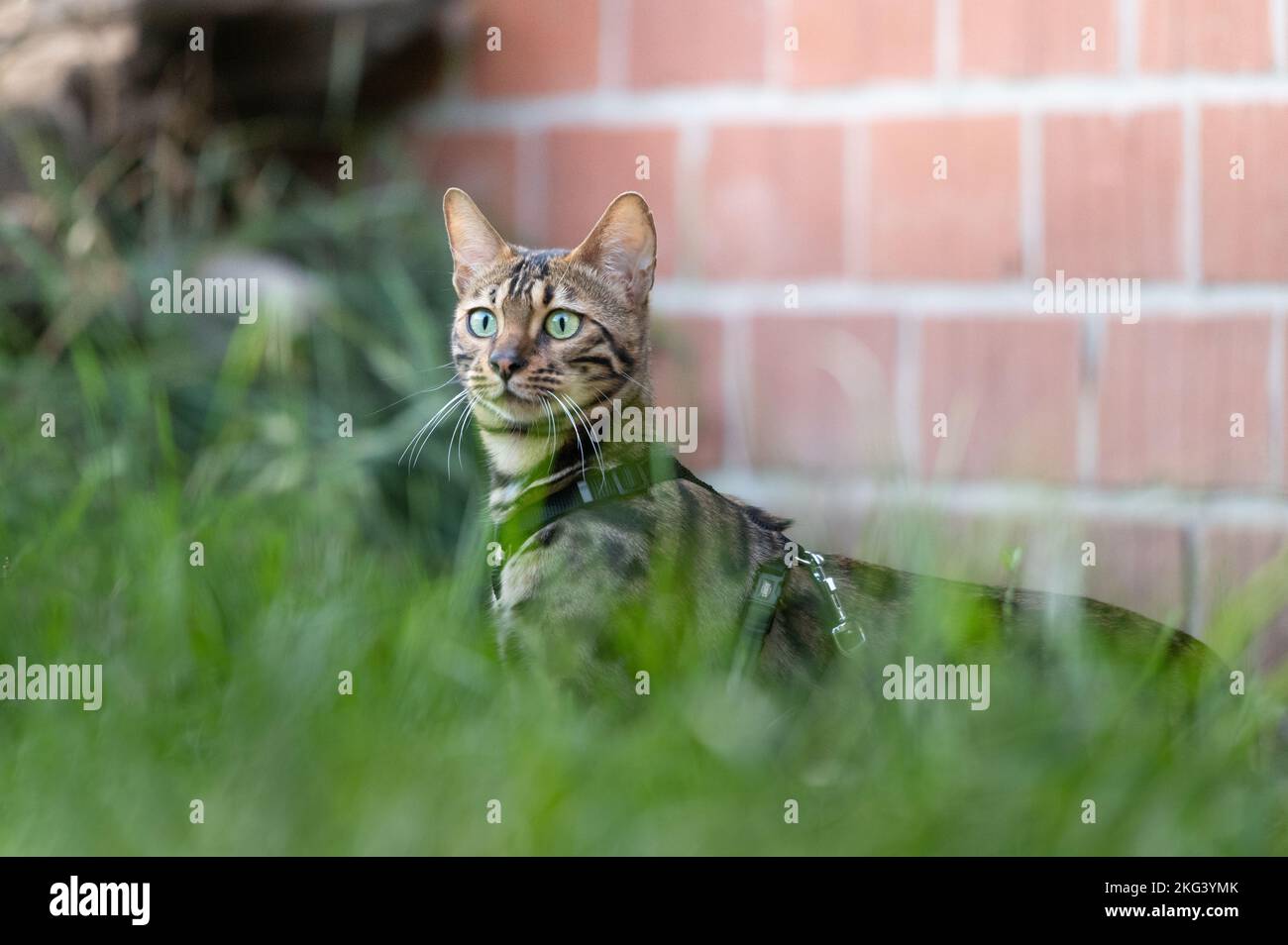 Bengal Cat outside in the garden Stock Photo - Alamy