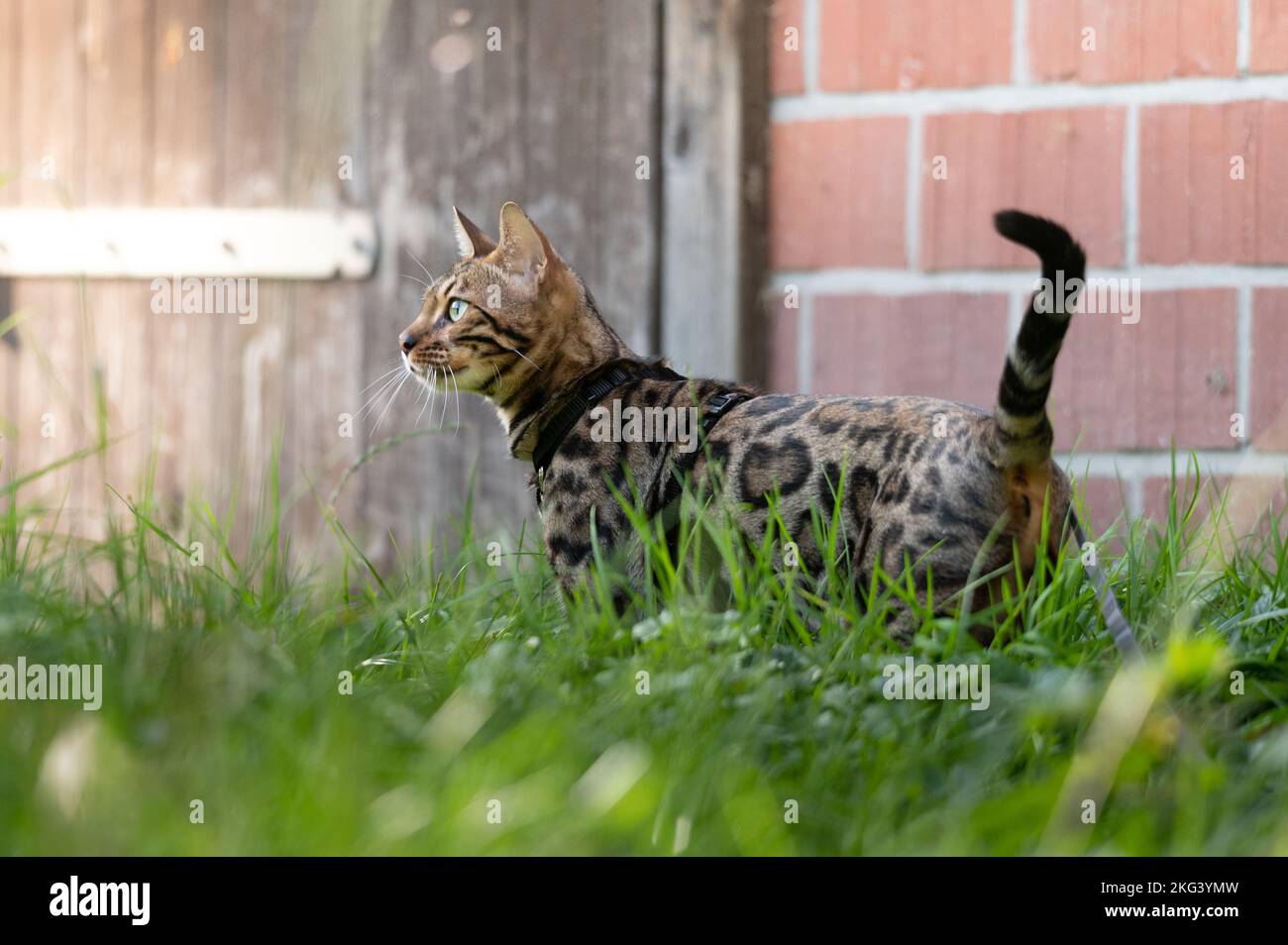 Bengal Cat outside in the garden Stock Photo - Alamy