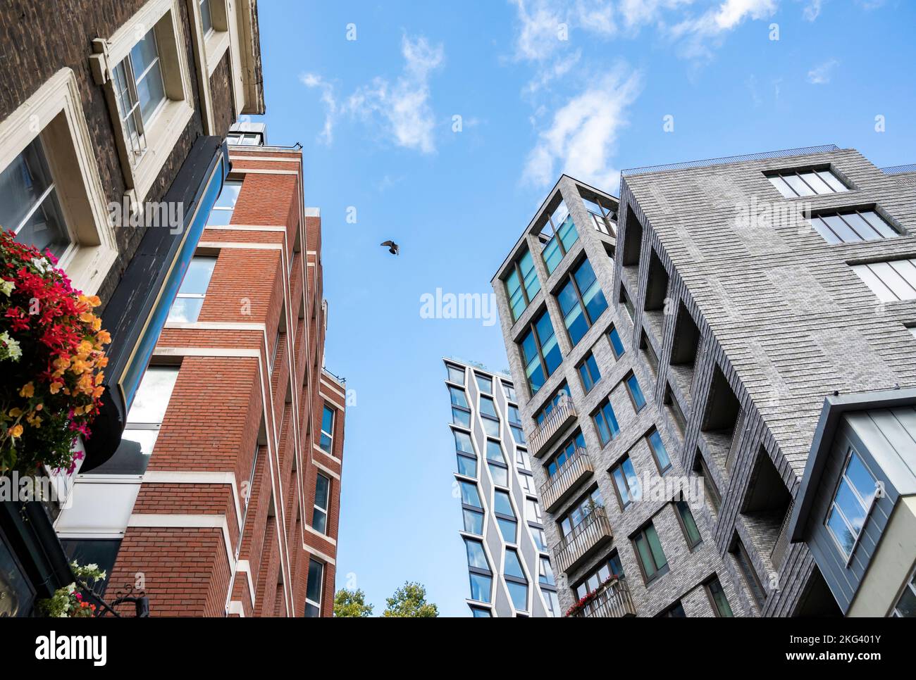 Bird flying among Westminster residencial buildings Stock Photo - Alamy