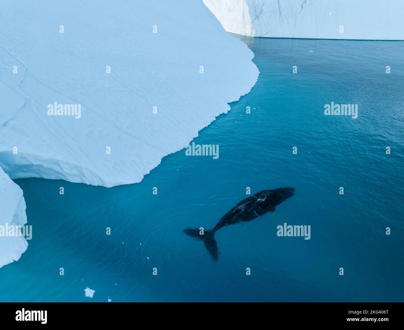 Aerial view humpback whales megaptera hi-res stock photography and ...