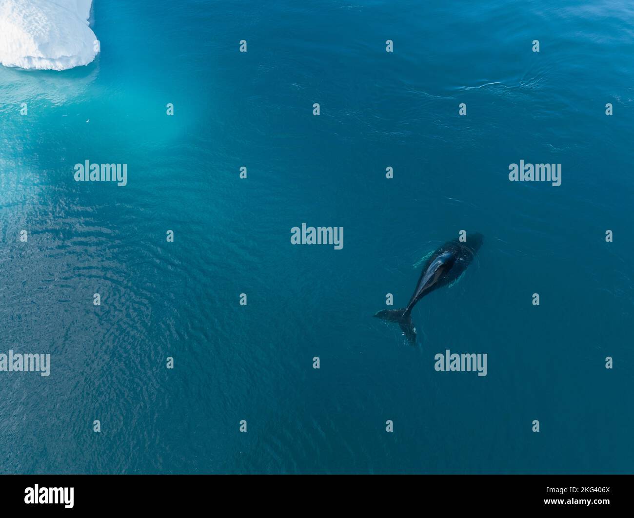 Aerial view humpback whales megaptera hi-res stock photography and ...