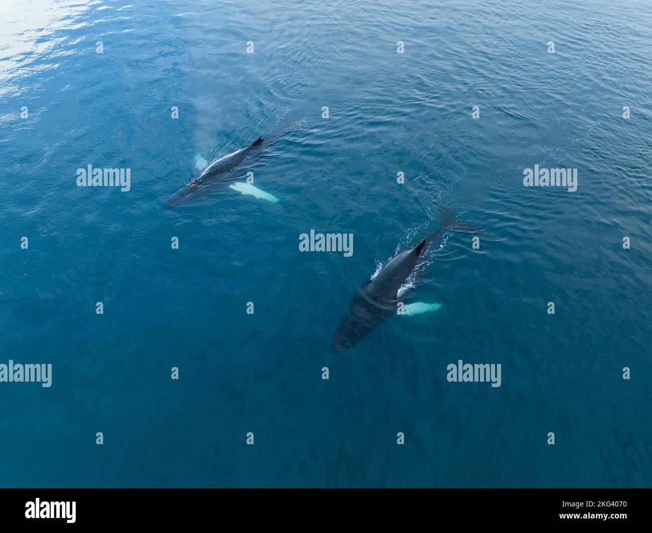 Humpback whales near icebergs from aerial view Stock Photo - Alamy