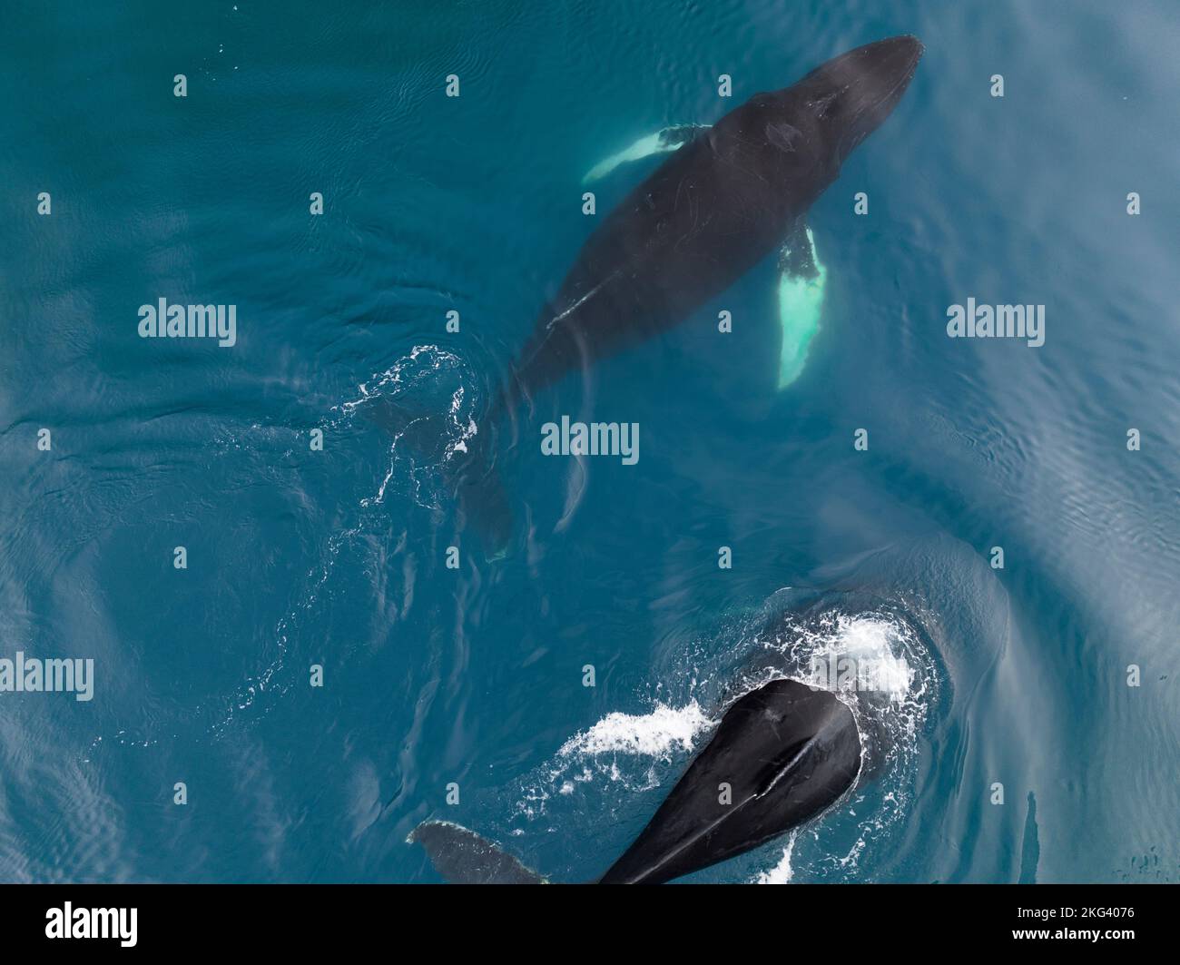 Aerial view humpback whales megaptera hi-res stock photography and ...