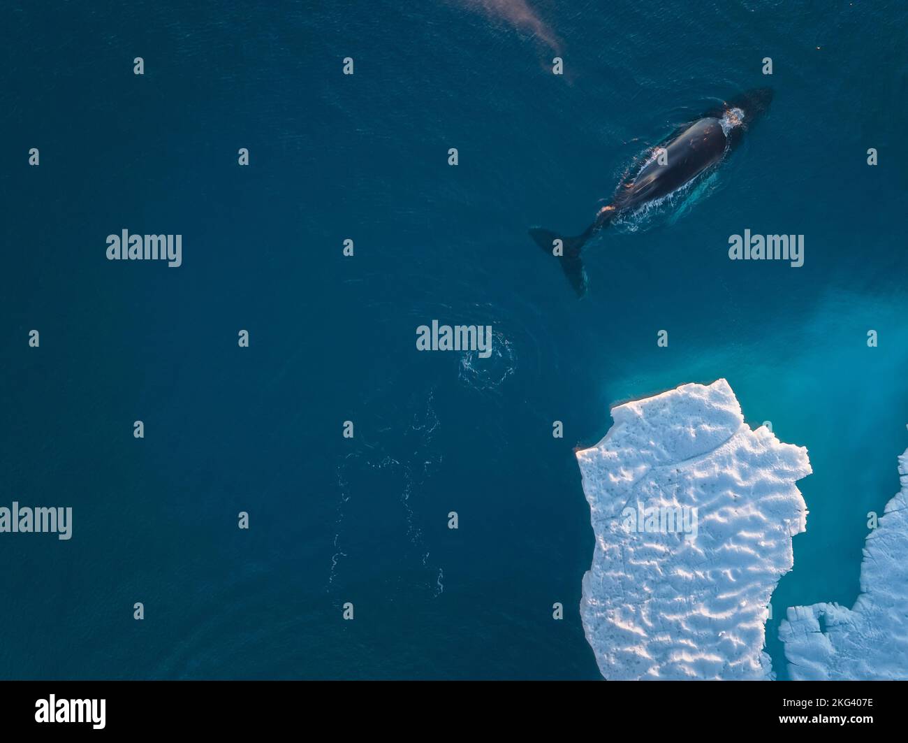 Aerial view humpback whales megaptera hi-res stock photography and ...