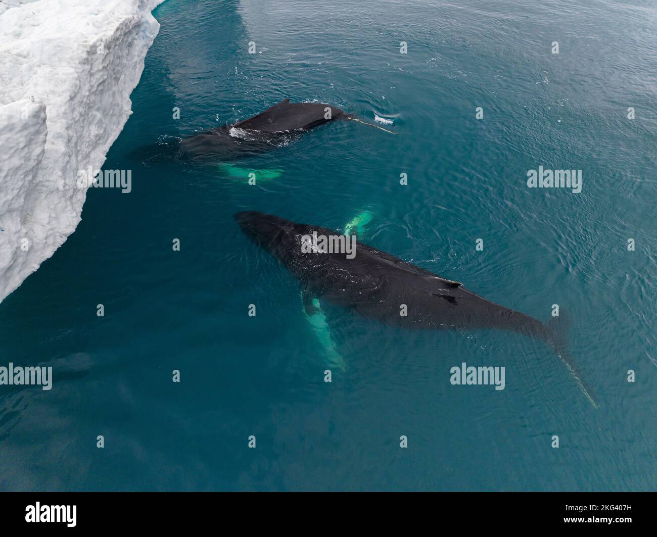 Humpback whales near icebergs from aerial view Stock Photo - Alamy