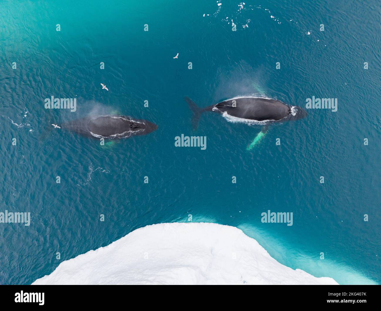 Humpback whales near icebergs from aerial view Stock Photo - Alamy